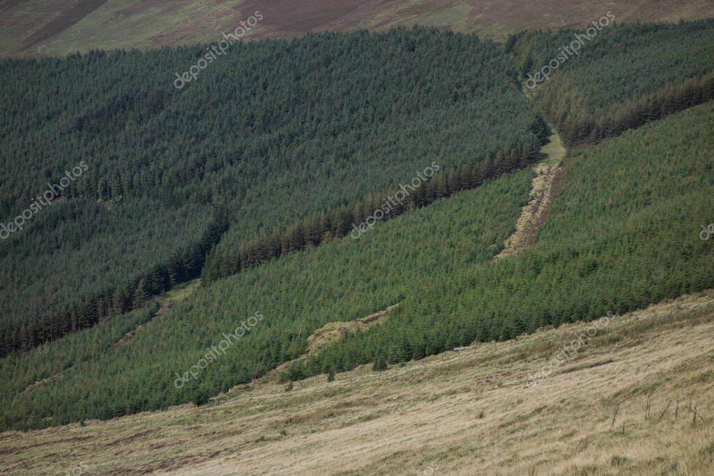 reforestación o reforestación en un bosque, plantación y cultivo de ...