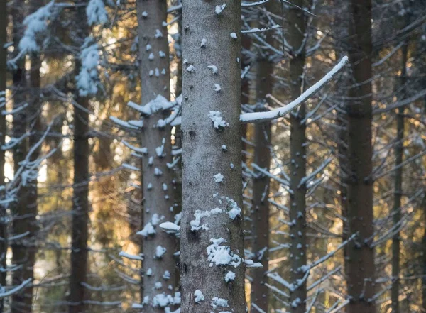 trees in a winter landscape on a cold winter day - Stock Image - Everypixel