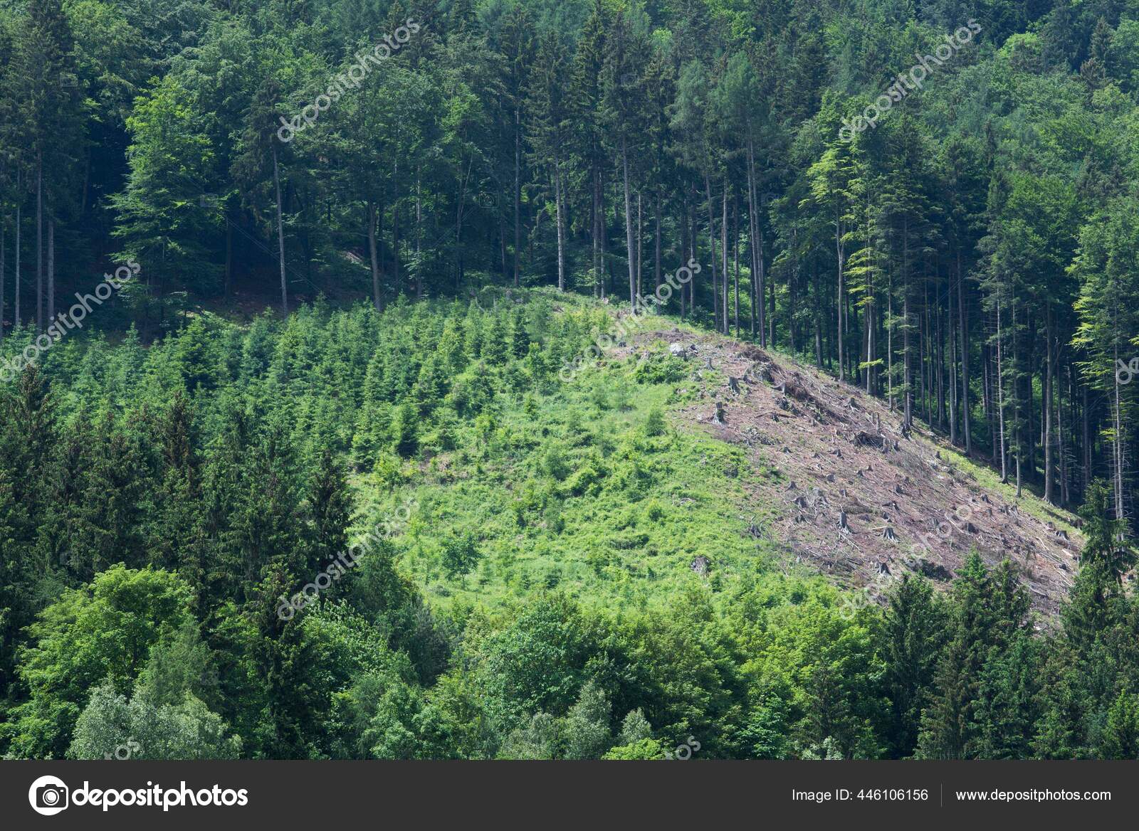 Reforestation Reafforestation Forest Tree Planting Growing Stock Photo ...