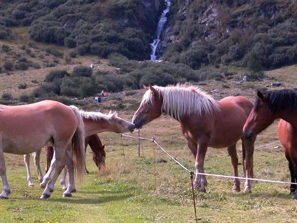 Haflinger también conocido como raza de caballo Avelignese en un ...