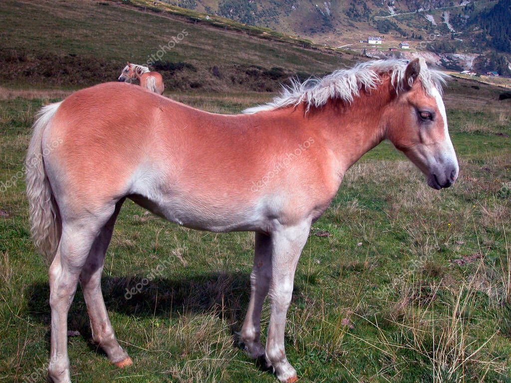 Haflinger también conocido como raza de caballo Avelignese en un ...