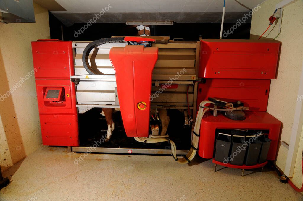 robot de ordeño en una granja lechera, ordeño automático de una vaca 2022