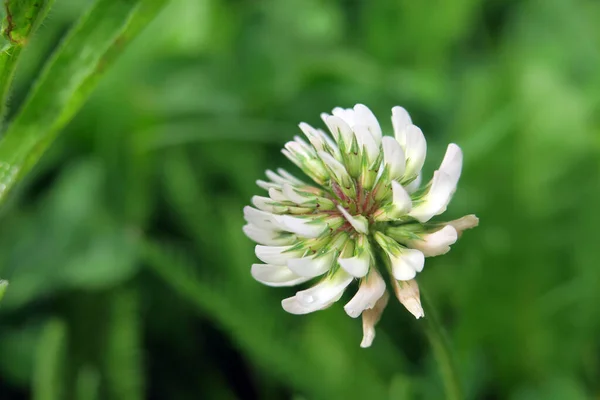 White clover flowers Stock Photos, Royalty Free White clover flowers ...