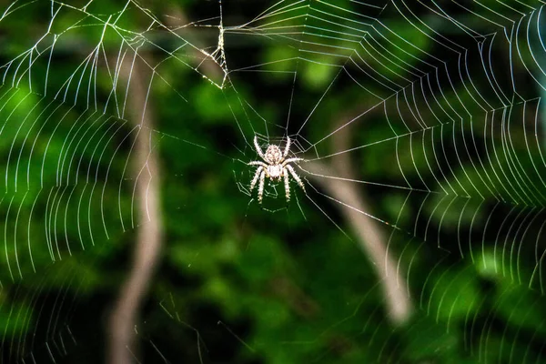 Spider plantation Stock Photos, Royalty Free Spider plantation Images ...