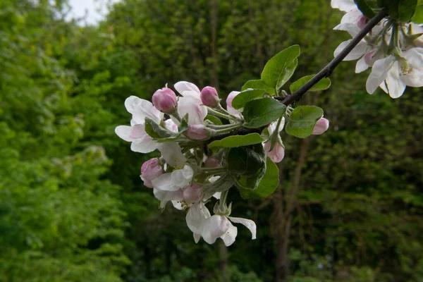 El manzano florido fotos de stock, imágenes de El manzano florido sin ...