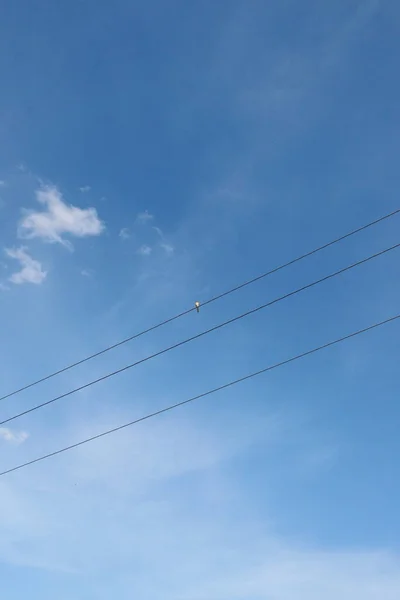 There falcon wire Stock Photos, Royalty Free There falcon wire Images ...