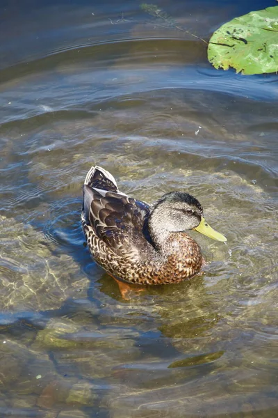 Pato filipino Stock Photos, Royalty Free Pato filipino Images ...