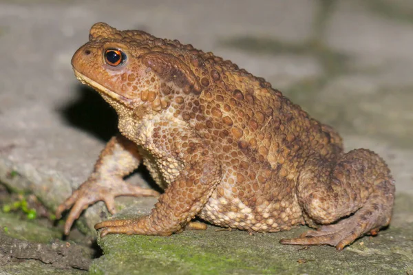 Imágenes de El sapo común, fotos de El sapo común sin royalties ...