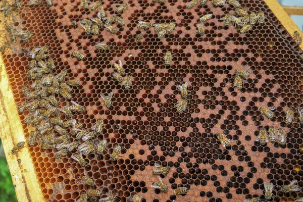 Flea production Stock Photos, Royalty Free Flea production Images ...