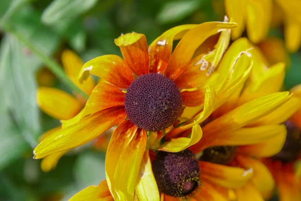 Héliases limbatus Stock Photos, Royalty Free Héliases limbatus Images ...