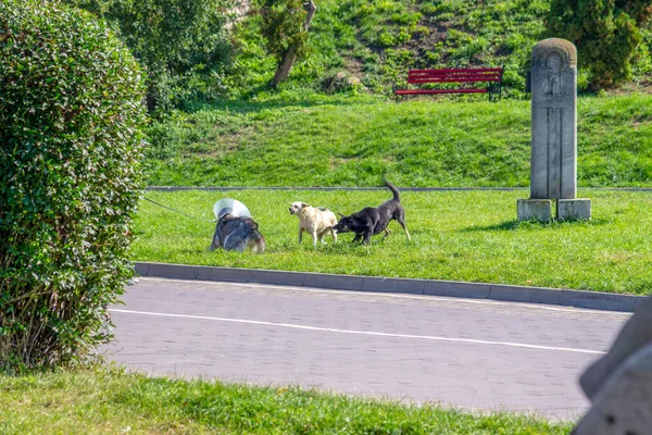 Pompeii dogs Stock Photos, Royalty Free Pompeii dogs Images | Depositphotos