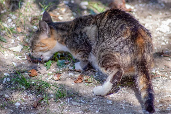 Gato georgia fotos de stock, imágenes de Gato georgia sin royalties ...