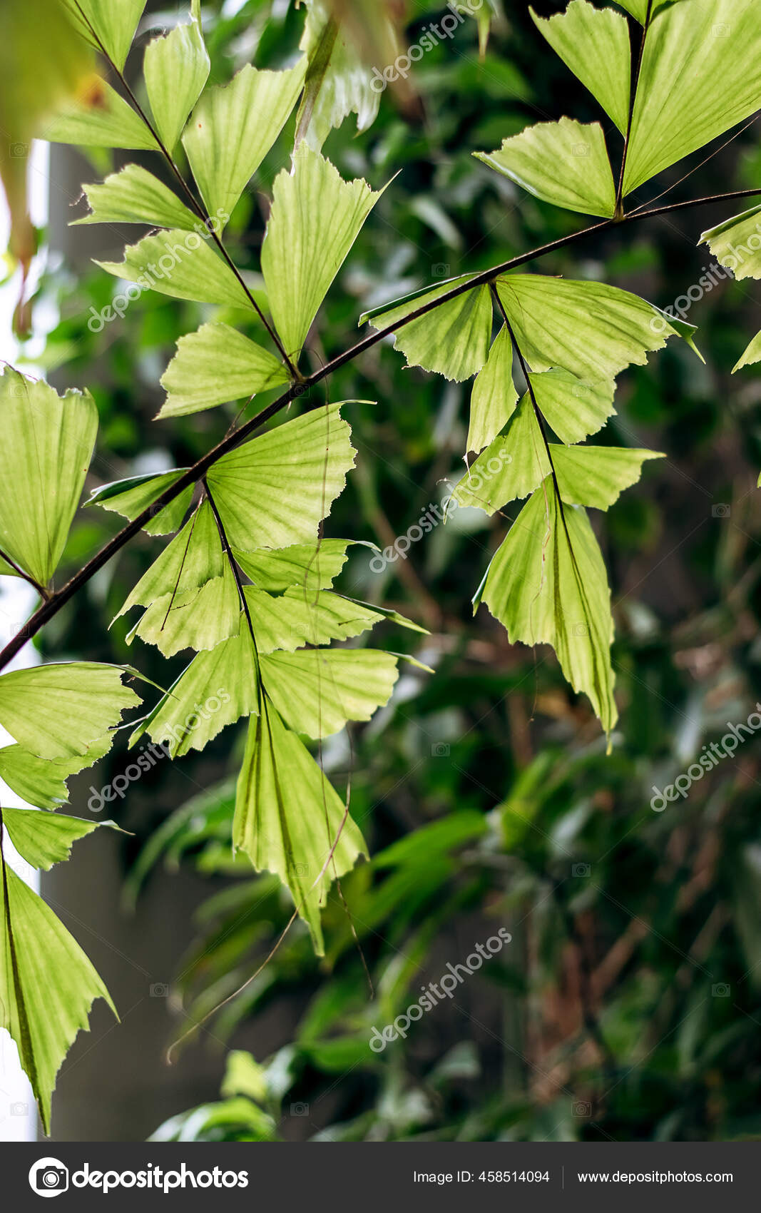 Leaves Fishtail Palm Close Background Houseplants Home Gardening ...