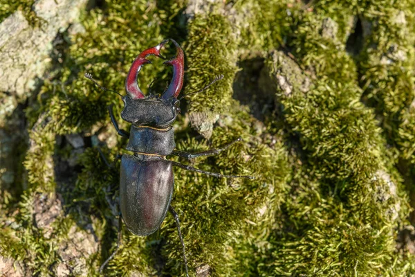 Stag beetle Stock Photos, Royalty Free Stag beetle Images | Depositphotos