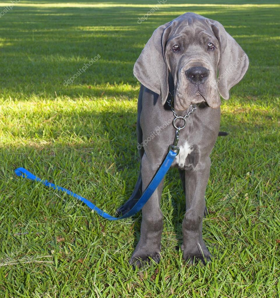Gran Danes Cachorro Azul