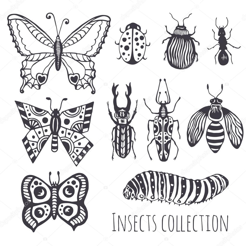 Collection of hand drawind insects, — Stock Vector © m-ion #74688997