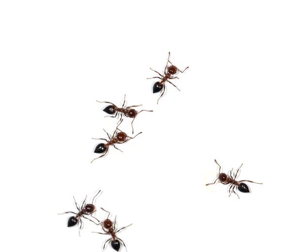 Small ants Stock Photos, Royalty Free Small ants Images | Depositphotos