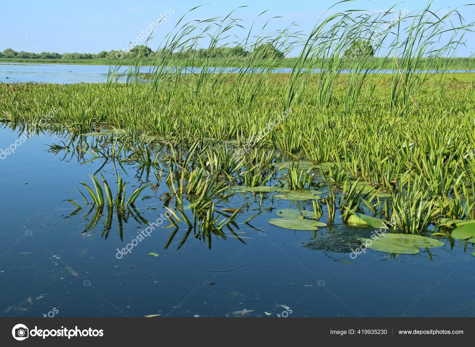 Freshwater Swamp Plants