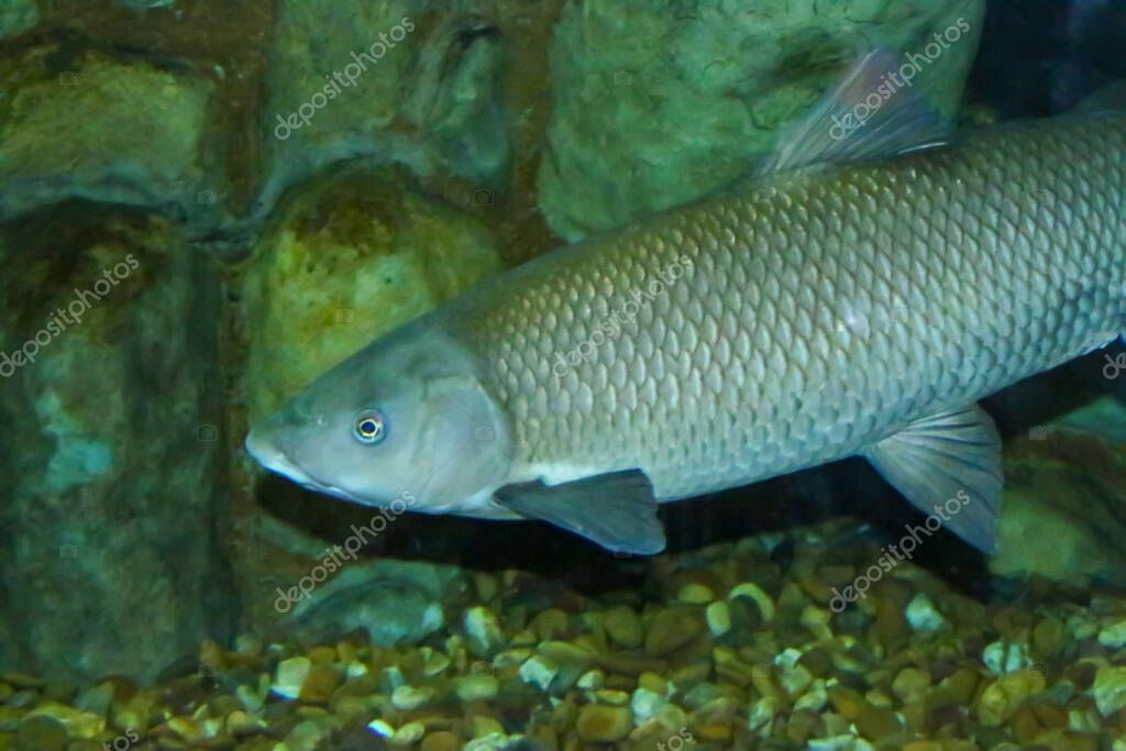 Chub ibérico. Squalius pyrenaicus, especie española y portuguesa en peligro debido a la pérdida ...