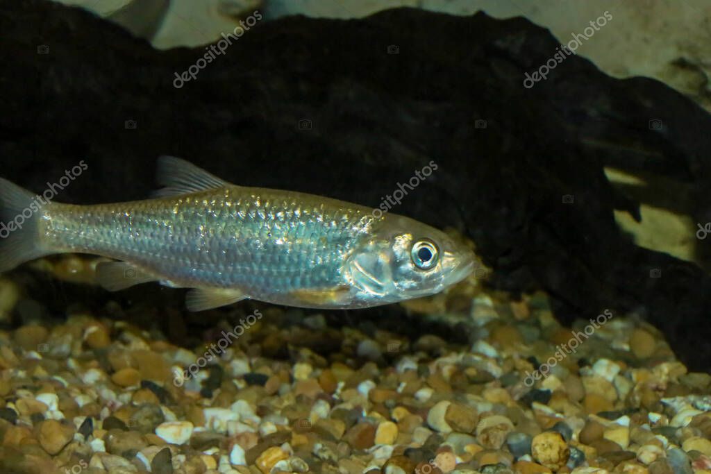 Chub ibérico. Squalius pyrenaicus, especie española y portuguesa en ...