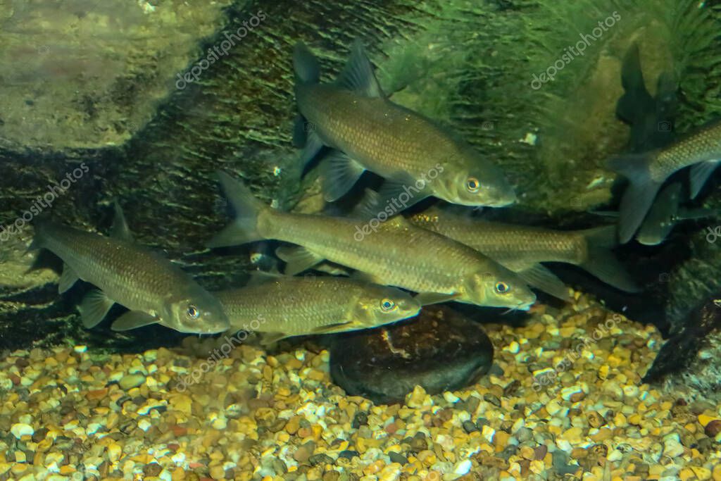 Luciobarbus microcephalus es un pez de agua dulce del río Guadiana en ...
