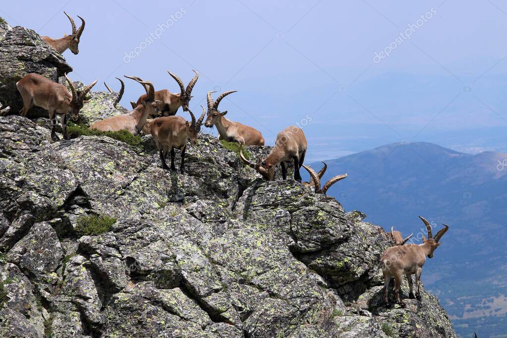 Manada de íbice ibérico (Capra pyrenaica) en un acantilado (España)). 2023