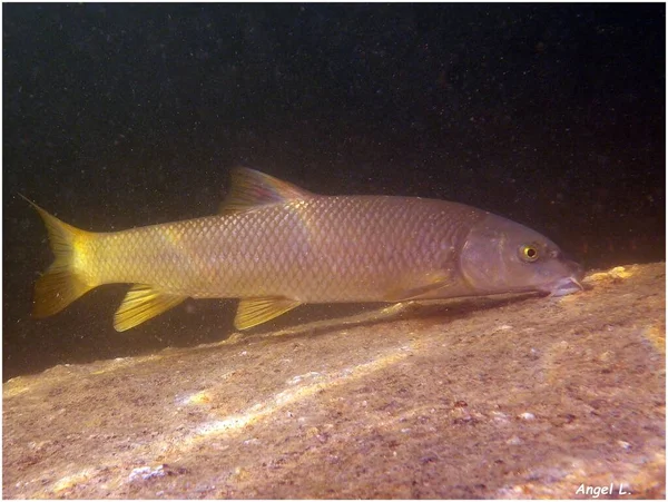 Poisson endémique images libres de droit, photos de Poisson endémique ...