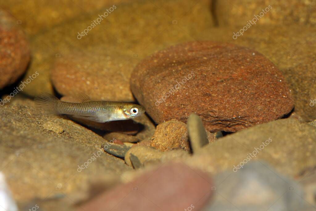 Mosquitofish oriental (Gambusia holbrooki), Peces pequeños de ...
