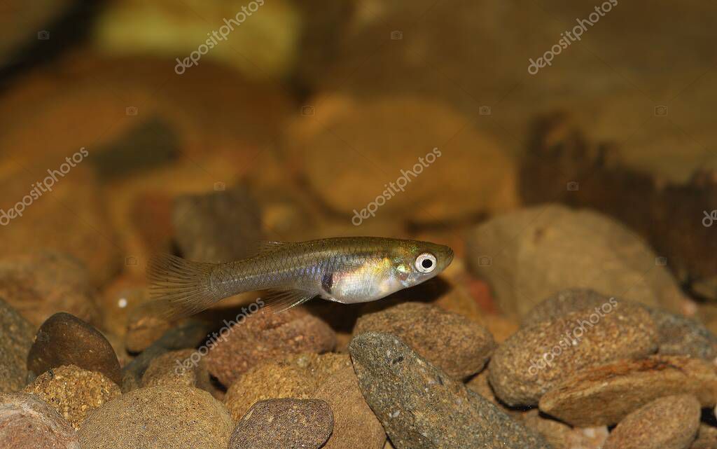 Mosquitofish oriental (Gambusia holbrooki), Peces pequeños de ...