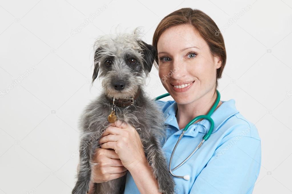 Retrato de estudio de una cirujana veterinaria hembra que sostiene al ...