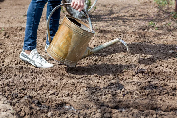 hands with watering can in action - Stock Image - Everypixel