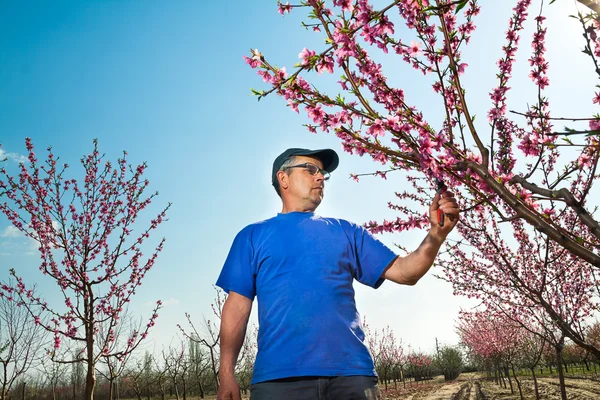 Gardener pruning peach tree branches with pruning saw Stock Photo by ...