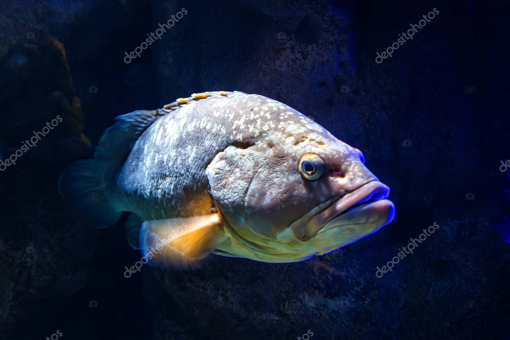mero gigante Epinephelus lanceolatus, también conocido como bacalao de ...