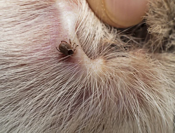 How To Get Rid Of Ticks In Dogs Ears