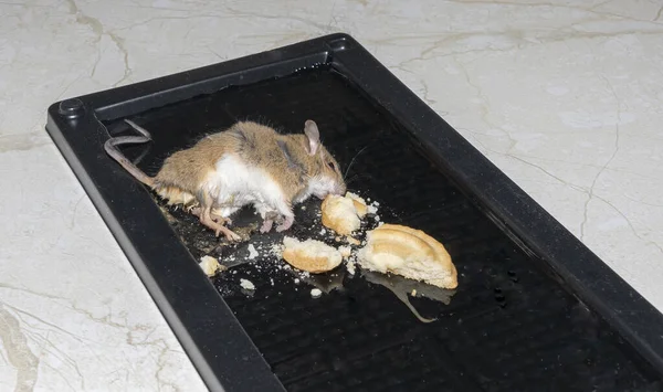 Corpse of a mouse Stock Photos, Royalty Free Corpse of a mouse Images ...