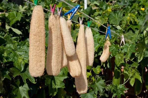 Luffy Stock Photos, Royalty Free Luffy Images | Depositphotos