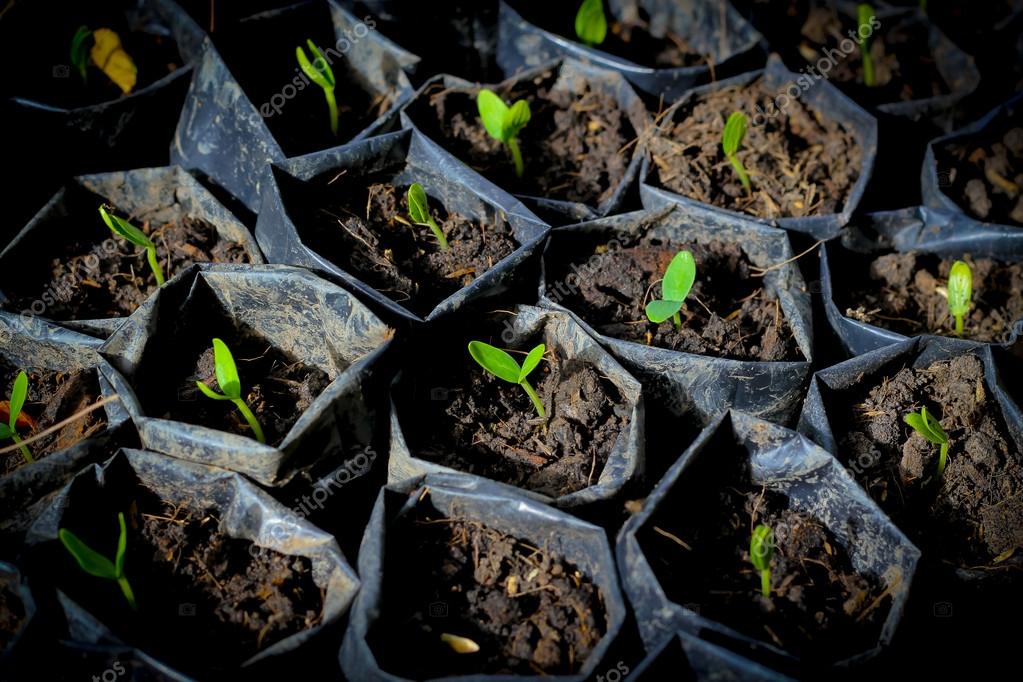 Young plant growing inside plastic bag in the morning light , ne ...