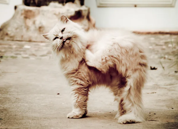 Cat scratching at the neck - Stock Image - Everypixel