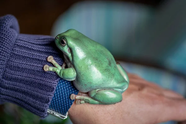 Blue Dumpy Tree Frogs