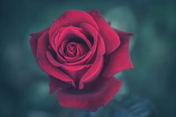 Red Rose Wallpaper For Laptop