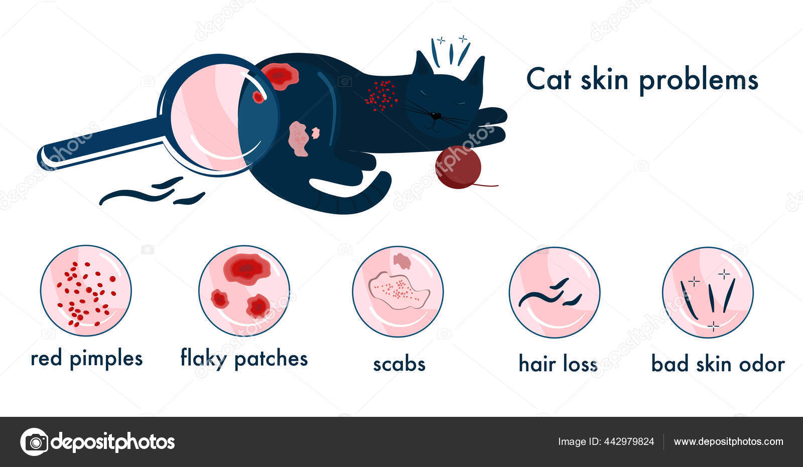 Cat Skin Conditions Hair Loss Pictures - Infoupdate.org