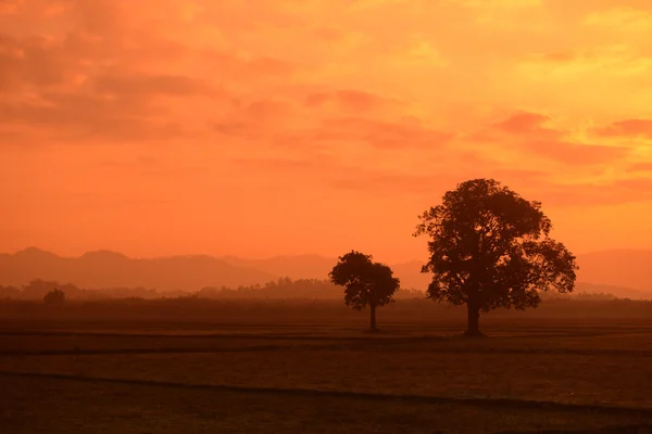 Meadow Dawn — Stock Photo © kwest #13894923
