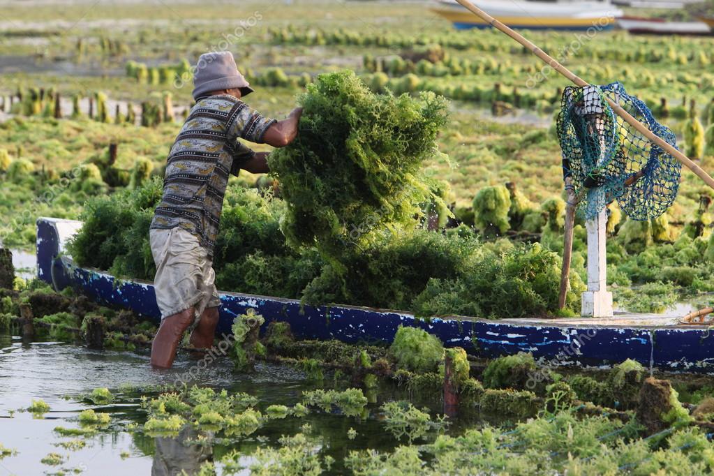 People at work on a seaweed plantation — Stock Photo © urf #88589324