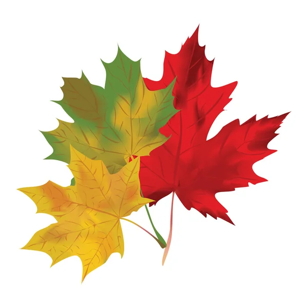Autumn maple leaves on a white background. Red, green and yellow maple ...