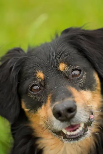 Vértes portré boldog: картинки, стокові Vértes portré boldog фотографії ...