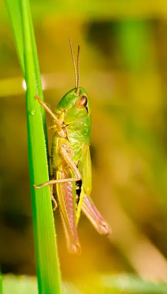 Grass hopper Stock Photos, Royalty Free Grass hopper Images | Depositphotos