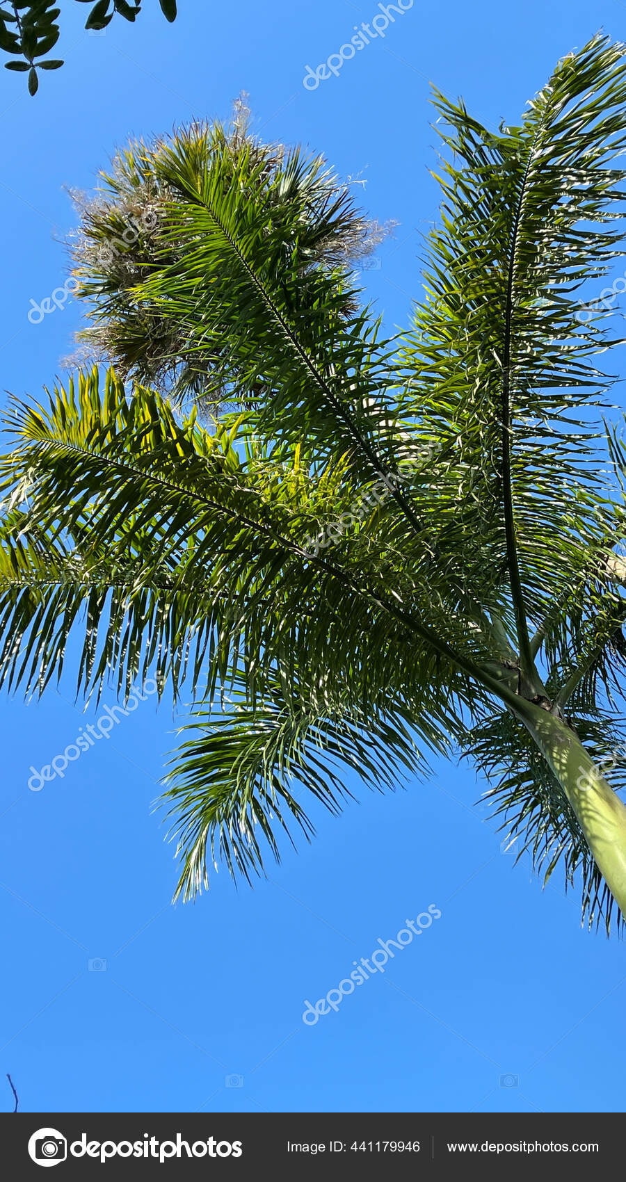View Royal Palm Trees Base Tree Looking Sky — Stock Photo © Jshanebutt ...