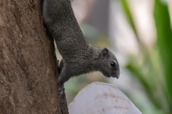 African pygmy squirrel Stock Photos, Royalty Free African pygmy ...