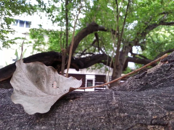 Broken canopy Stock Photos, Royalty Free Broken canopy Images ...