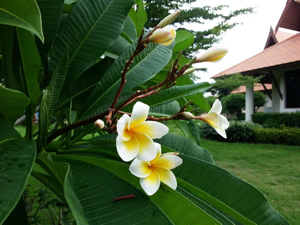 The national flower of thailand Stock Photos, Royalty Free The national ...